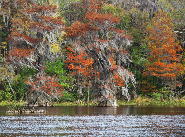 Wakulla springs | Фотосайт СуперСнимки.Ру