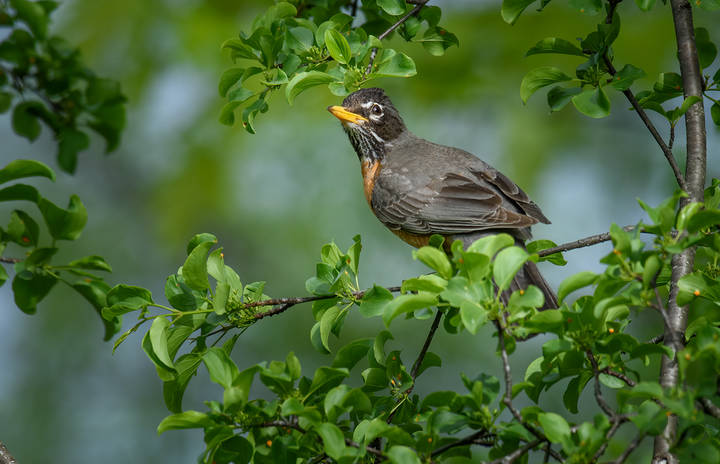 American robin (female) | SuperSnimki.Ru