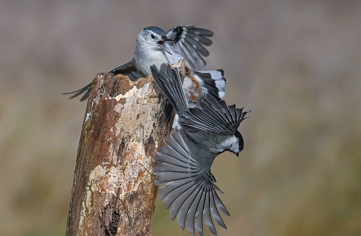 White-breasted nuthatch vs. Black-capped chickadee | SuperSnimki.Ru