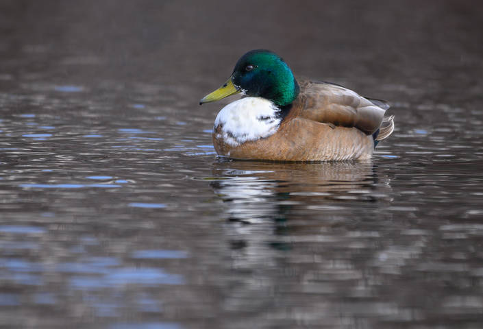 Domestic or Manky Mallard (hybrid) | SuperSnimki.Ru