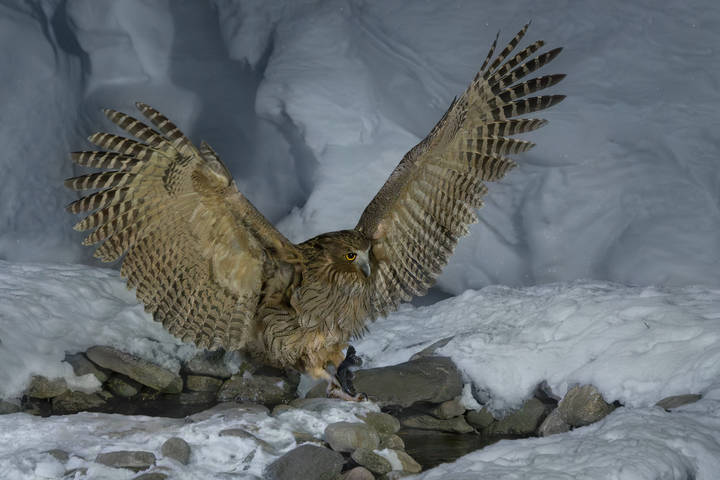 Blakiston's fish owl | SuperSnimki.Ru